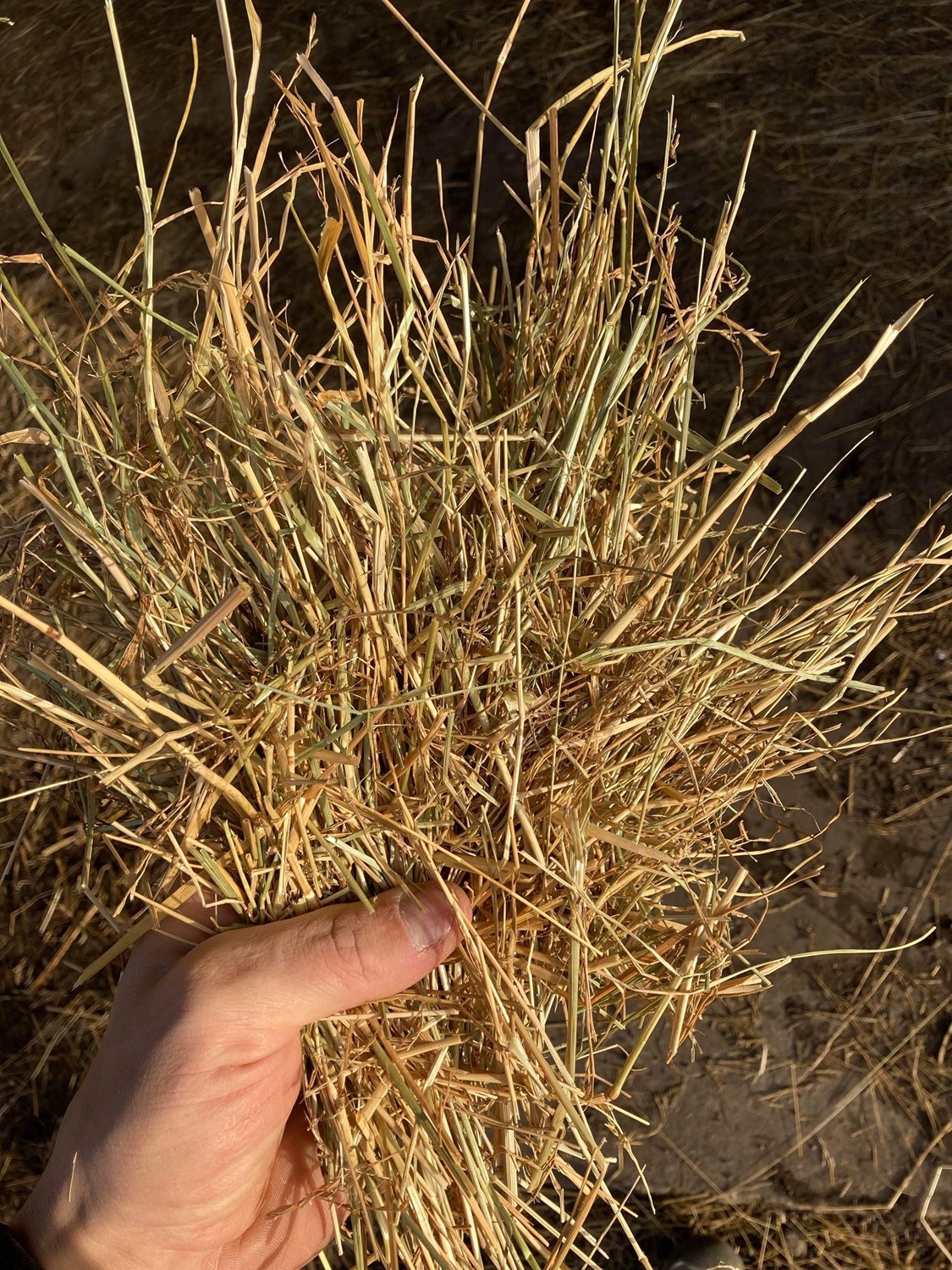 Hø og halm sælges på Sjælland | Kunder i hele Danmark | Se her